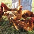 Red Ranger Chickens: Not Your Typical Broilers
