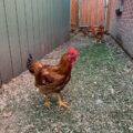 Red Ranger Chickens: Not Your Typical Broilers