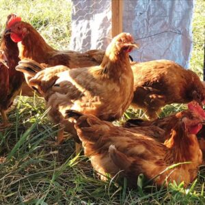 Red Ranger Chickens: Not Your Typical Broilers