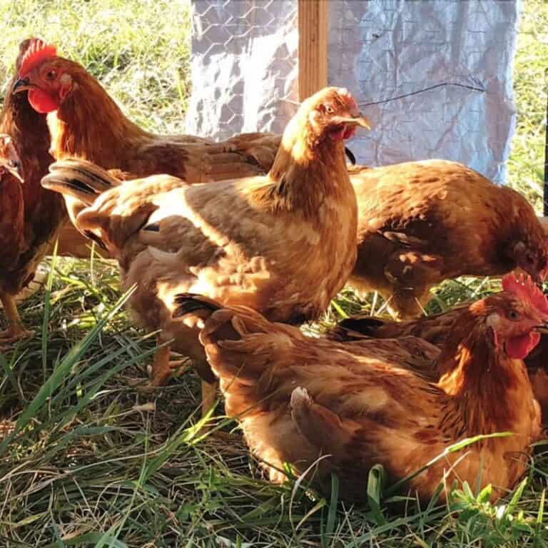 Red Ranger Chickens: Not Your Typical Broilers