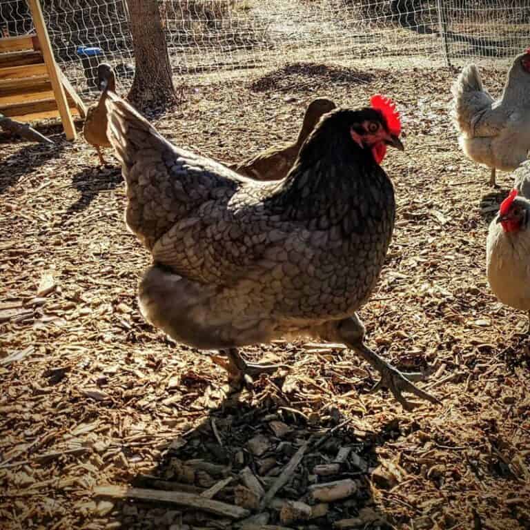 Top 11 Blue Chicken Breeds: With 38 Approved Breeds