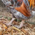 What Are Rooster Spurs? Should You Remove Them