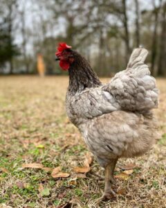 Top 11 Gray Chicken Breeds: With 38 Approved Breeds
