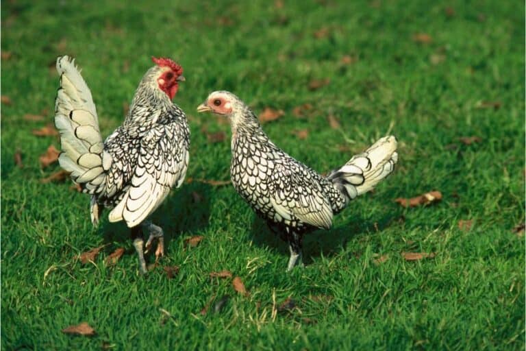 Sebright Chicken: An Old Beauty that Continues to Impress