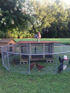20 Unique Chicken Run Ideas for Your Flock