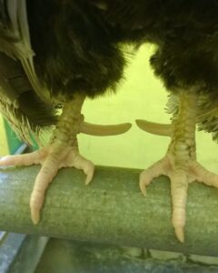 What Are Rooster Spurs? Should You Remove Them