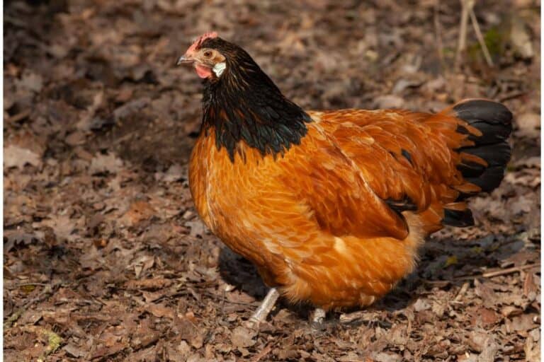 Vorwerk Chicken: A Beautiful Bird with More to Offer