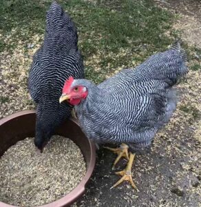 Top 11 Blue Chicken Breeds: With 38 Approved Breeds