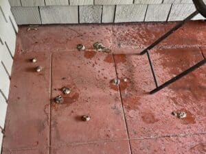 Chicken with Diarrhea: Causes, Diagnose & Treatment