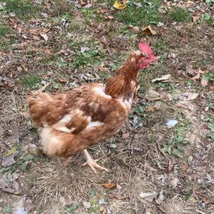 Why Is My Chicken Losing Feathers? 10 Causes & Solutions