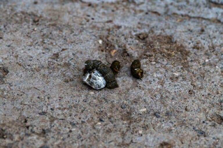 Chicken with Diarrhea: Causes, Diagnose & Treatment