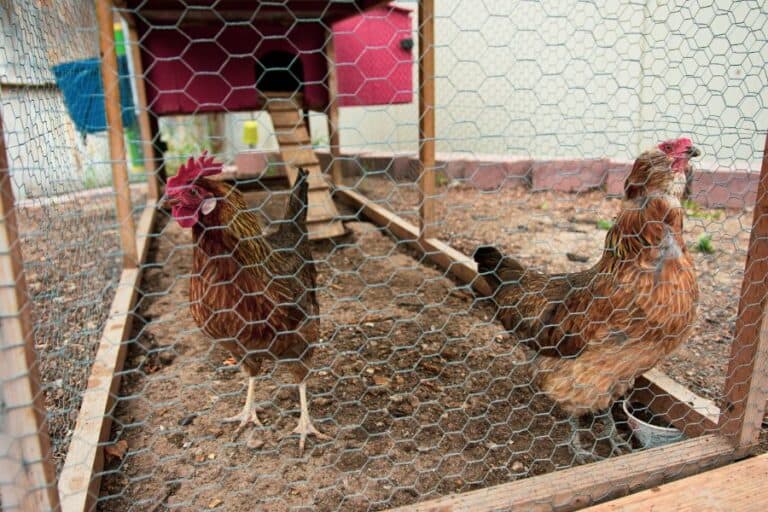 20 Unique Chicken Run Ideas for Your Flock