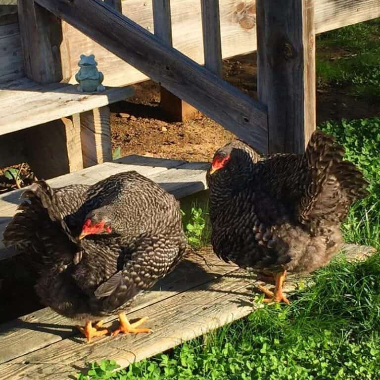 Why Is My Chicken Losing Feathers? 10 Causes & Solutions