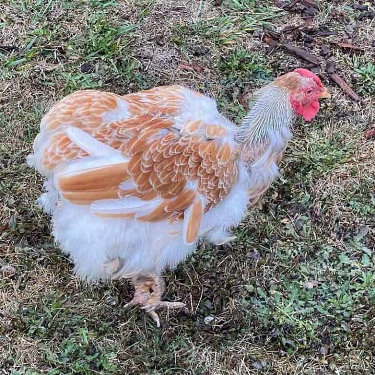 Why Is My Chicken Losing Feathers? 10 Causes & Solutions