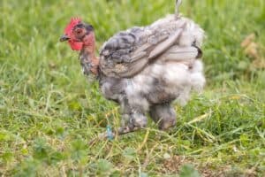 Why Is My Chicken Losing Feathers? 10 Causes & Solutions