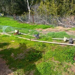 15 DIY Chicken Tunnels: Movable, Around Garden & More