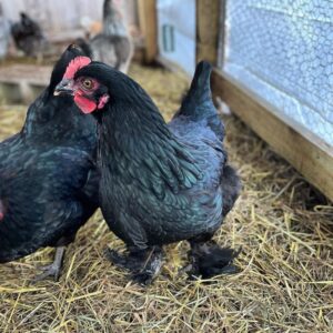 Mystic Maran Chicken: Origins, Eggs & Care