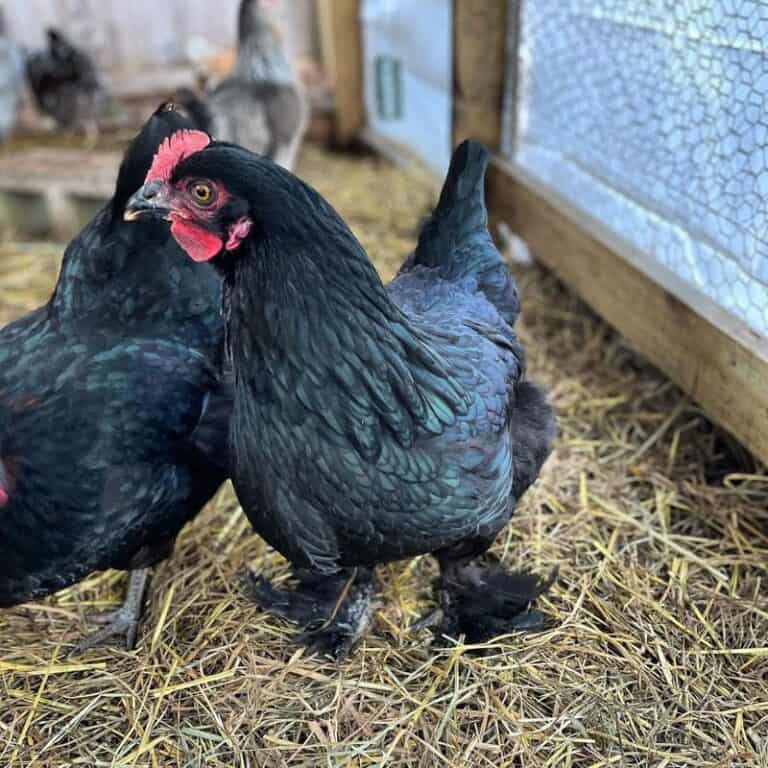 Mystic Maran Chicken: Origins, Eggs & Care
