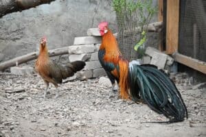Phoenix Chicken Breed Profile: Unleashing the Beauty