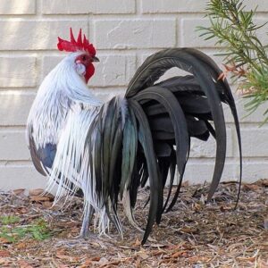 Phoenix Chicken Breed Profile: Unleashing the Beauty