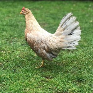 Phoenix Chicken Breed Profile: Unleashing the Beauty