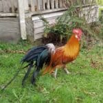 Phoenix Chicken Breed Profile: Unleashing the Beauty