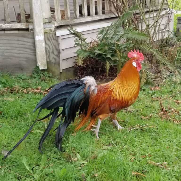 Phoenix Chicken Breed Profile: Unleashing the Beauty