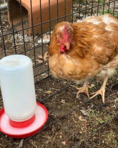 Why Is My Chicken Losing Feathers? 10 Causes & Solutions