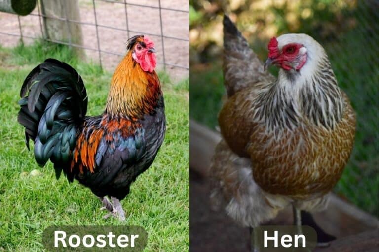 How to Tell Roosters from Hens: 10 Breeds Example
