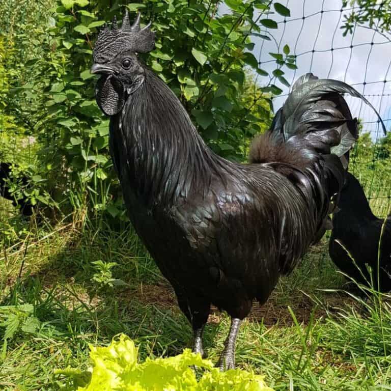 21 Types of Black Chicken Breeds (With Pictures)