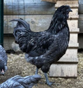 10 Chickens That Lay Blue Eggs