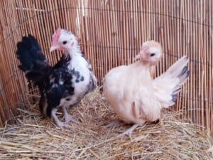 Serama Chicken: Size, Care, & Price