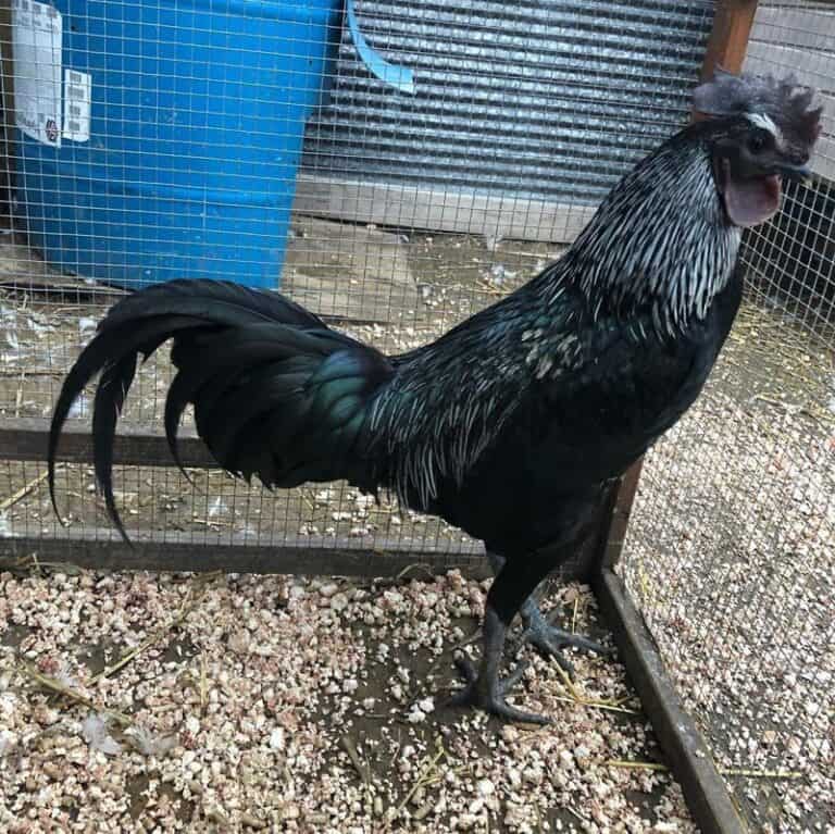 21 Types of Black Chicken Breeds (With Pictures)