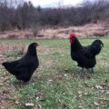 21 Types of Black Chicken Breeds (With Pictures)