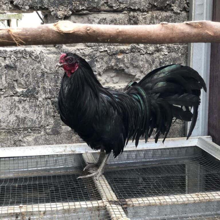 21 Types of Black Chicken Breeds (With Pictures)