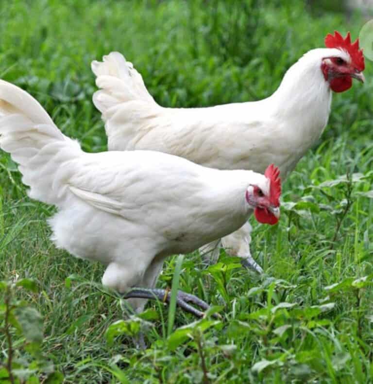 Bresse Chickens: Prized Tasty Meat Chicken - The Everyday Mom Life