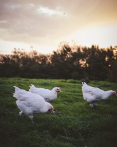 Bresse Chickens: Prized Tasty Meat Chicken - The Everyday Mom Life