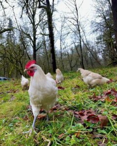 Bresse Chickens: Prized Tasty Meat Chicken - The Everyday Mom Life