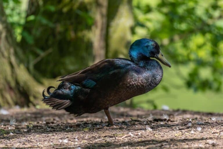 How Long Do Ducks Live? 9 Duck Breeds Lifespan