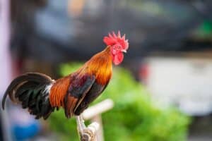 Chickens As Pets: A Good or Bad Decision?