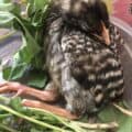 Wry Neck in Chickens: Causes and Treatment