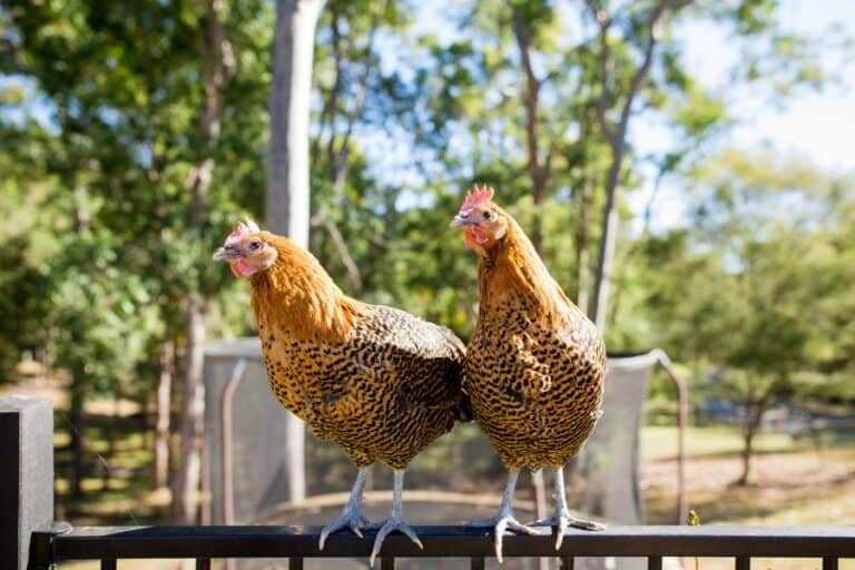 Chickens As Pets: A Good or Bad Decision?