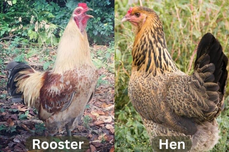 How to Tell Roosters from Hens: 10 Breeds Example