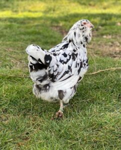 12 Unique and Rarest Chicken Breeds
