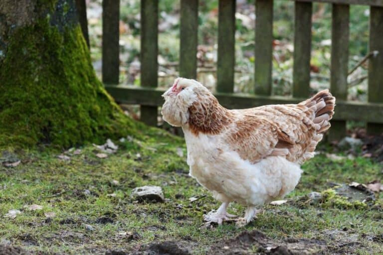 Top 12 Fluffy Chicken Breeds - The Everyday Mom Life