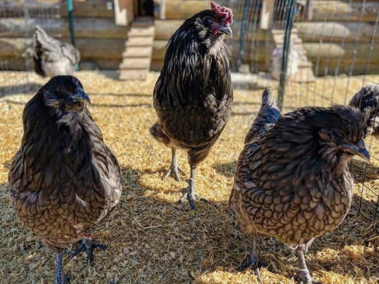 10 Chickens That Lay Blue Eggs