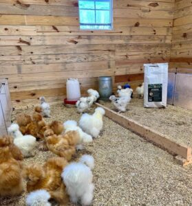 Best Bedding for Chickens: Straw, Wood Shavings, & More