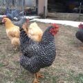 12 Unique and Rarest Chicken Breeds