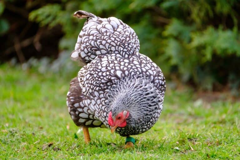 14 Pretty Chicken Breeds: Beauty and More