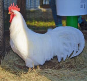 12 Unique and Rarest Chicken Breeds
